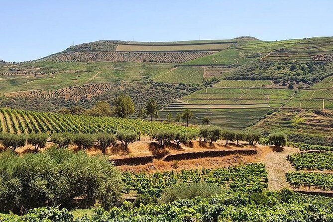 Complete Douro Valley Wine Tour with Lunch, Wine Tastings and River Cruise - FAQs