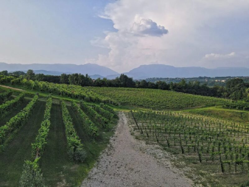 Conegliano: Prosecco Hills and Vineyards tour - Conegliano: Prosecco Hills and Vineyards Tour Review