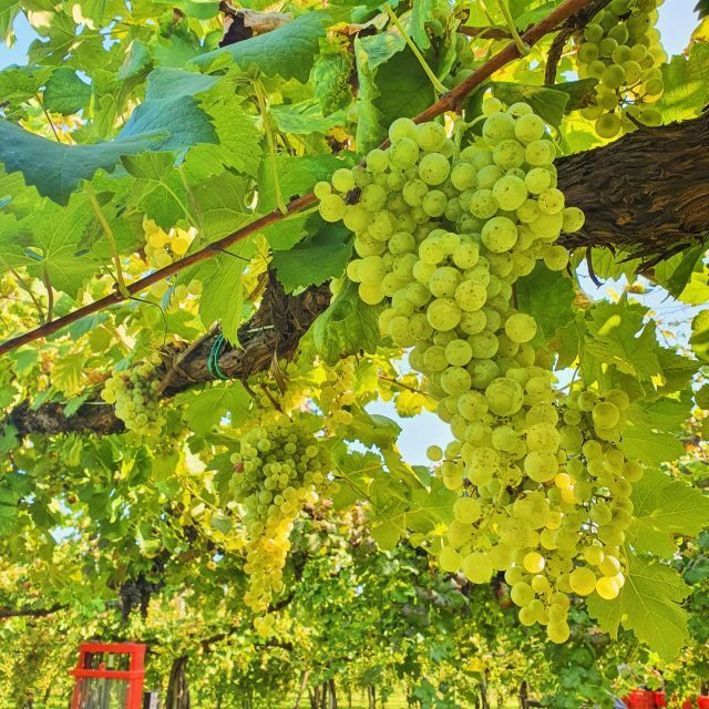 Conegliano: Prosecco Hills and Vineyards tour - In The Sum Up