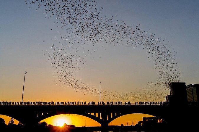 Congress Bridge Kayaking Bat Tour - Final Thoughts