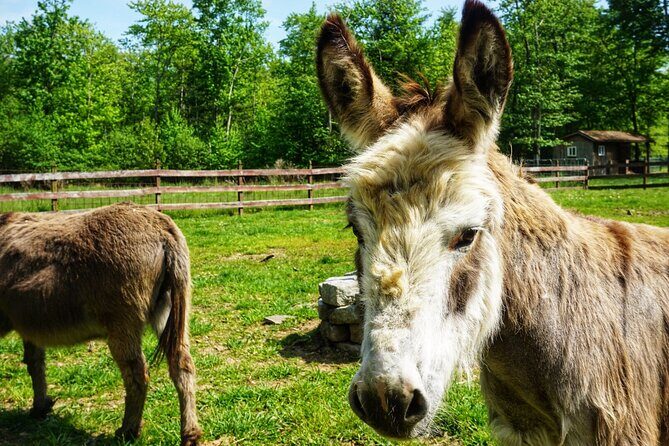 Connect with Rescue Animals on a Private Farm Tour in Catskills - Key Points