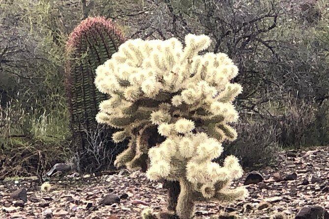 Contact us to book your time. Best Trail Rides in Arizona. - FAQs