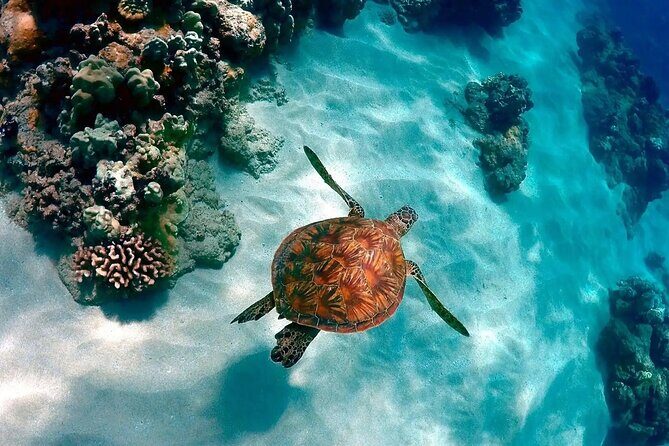 Contoy Adventure! Ixlache Reef Snorkel from Playa del Carmen - FAQ