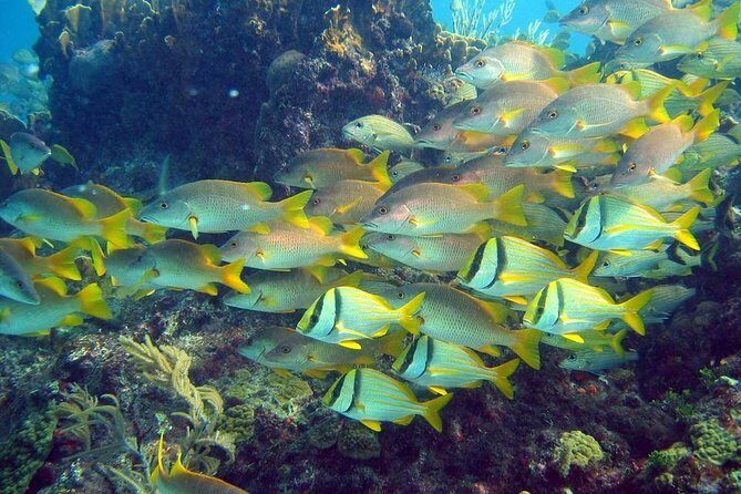 Contoy Caribbean Adventure! Round Transportation from Cancun - Lunch & Beverages: Savoring Local Flavors