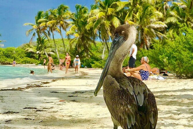 Contoy Reef & Isla Mujeres Tour! From Cancun & Playa del Carmen - An In-Depth Look at the Contoy Reef & Isla Mujeres Tour