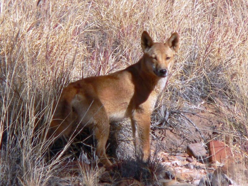 Coober Pedy: 7-Day Lake Eyre & Flinders Ranges 4WD Tour - The Sum Up