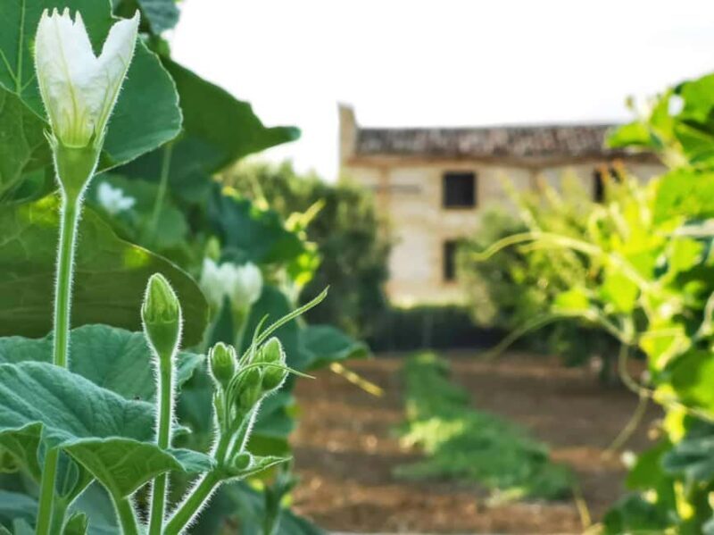 Cooking class: Cooking Sicilian dishes - Final Thoughts