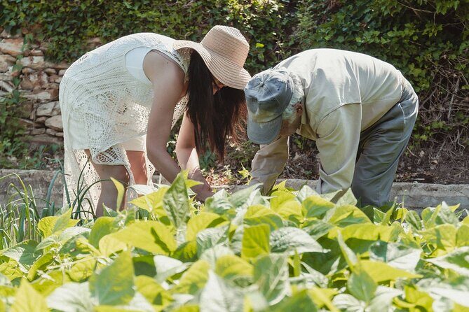 Cooking Experience Live Music and Traditional Dance in Naxos - Practical Details to Consider