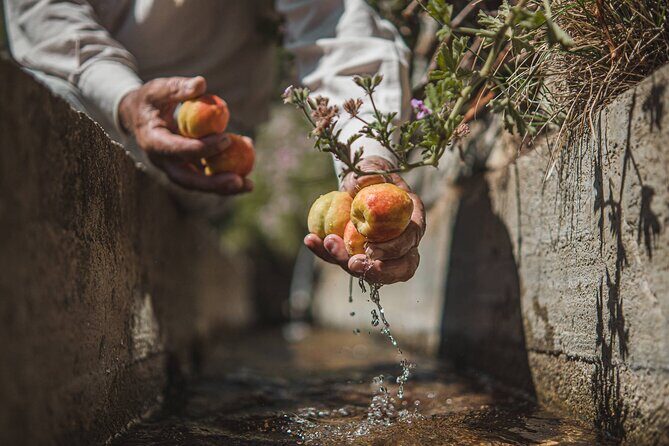 Cooking Experience Live Music and Traditional Dance in Naxos - Who Should Book This Tour?