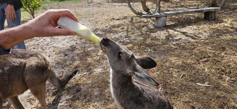 Coonawarra: Caves, Cabernet, & Kangaroos Day Tour & Lunch - Practical Breakdown of the Itinerary