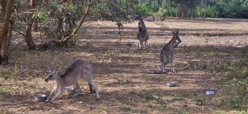Coonawarra: Caves, Cabernet, & Kangaroos Day Tour & Lunch - The Sum Up: The Value of a Well-Rounded Day