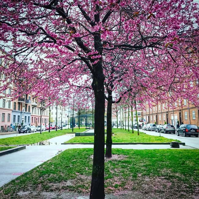 Copenhagen: Politically Incorrect Beer Tasting Walking Tour - Practical Details and Value