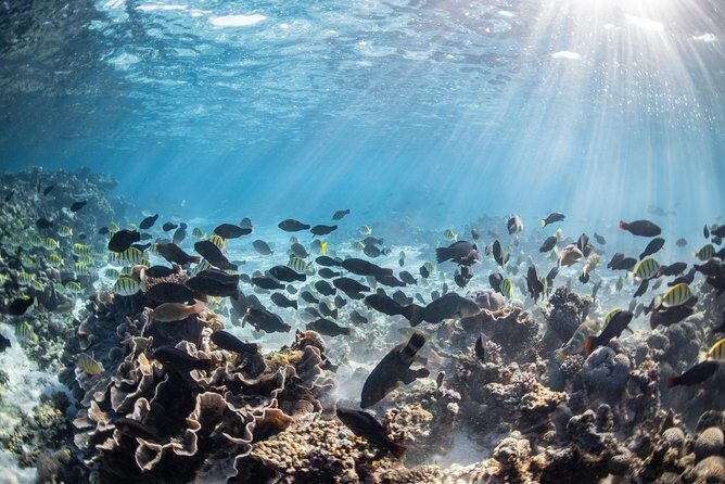 Coral Bay 3-Hour Turtle Ecotour - Who Will Love This Tour?