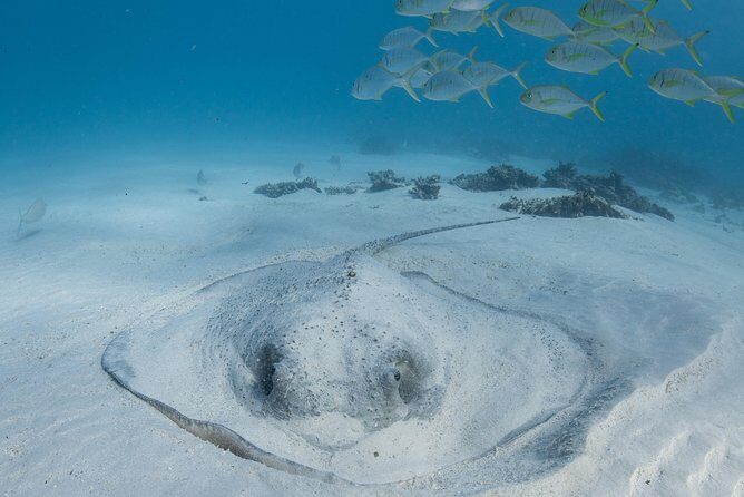 Coral Bay 3-Hour Turtle Ecotour - The Sum Up: Is the Coral Bay 3-Hour Turtle Ecotour Worth It?