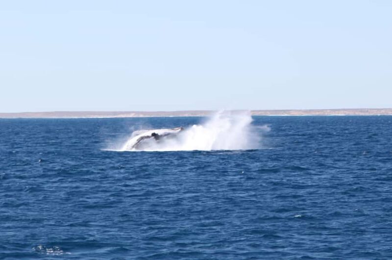 Coral Bay: 3-Hour Whale Watching Experience - An In-Depth Look at the Coral Bay Whale Watching Tour