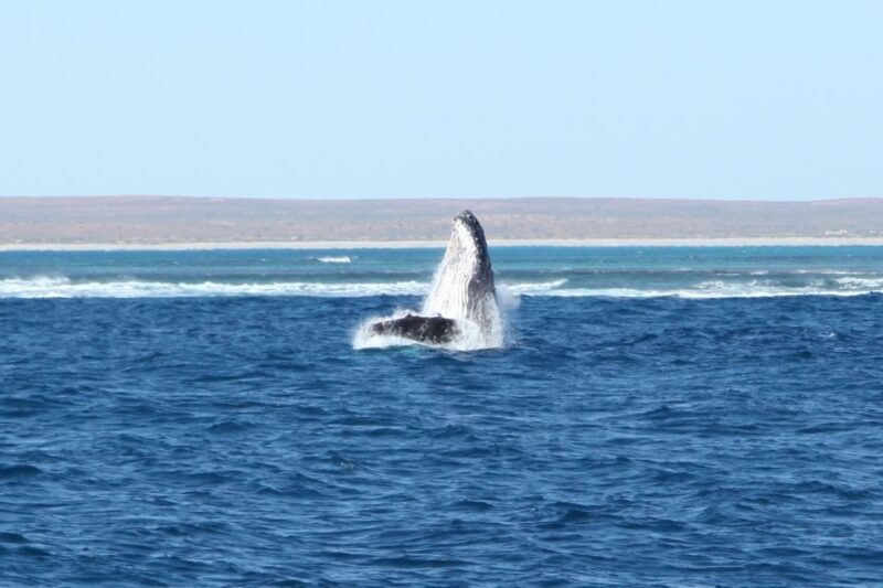 Coral Bay: 3-Hour Whale Watching Experience - Who Will Love This Experience?