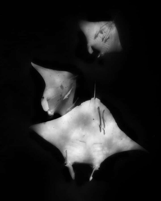 Coral Bay: Full Day Ningaloo Reef with Manta Rays Tour - Pricing and Value