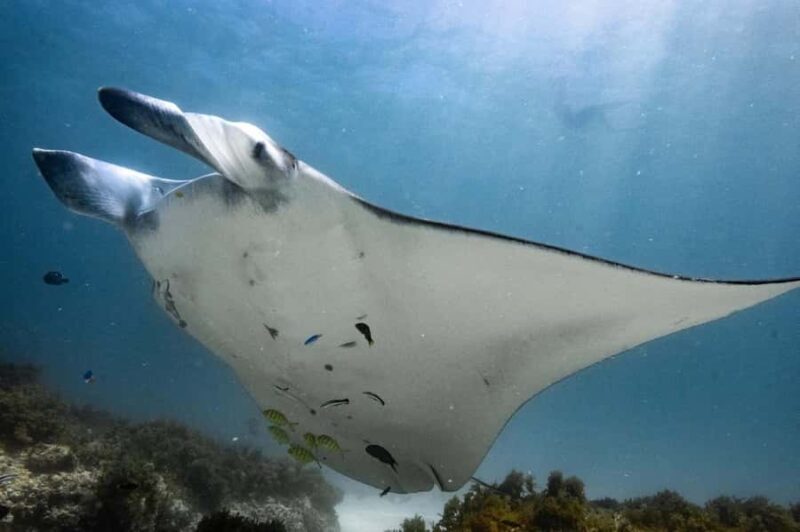 Coral Bay: Full Day Ningaloo Reef with Manta Rays Tour - Final Thoughts