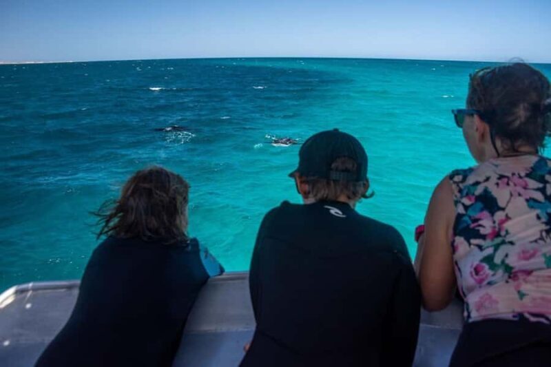 Coral Bay: Half Day Ningaloo Reef Adventure with Manta Rays - The Sum Up