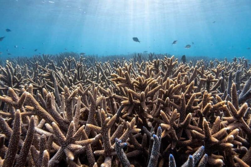 Coral Bay: Half Day Ningaloo Reef Adventure with Manta Rays - FAQ