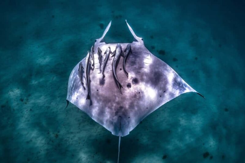 Coral Bay: Marine Eco Safari - Swim With Manta Rays - An In-Depth Look at the Coral Bay Eco Safari