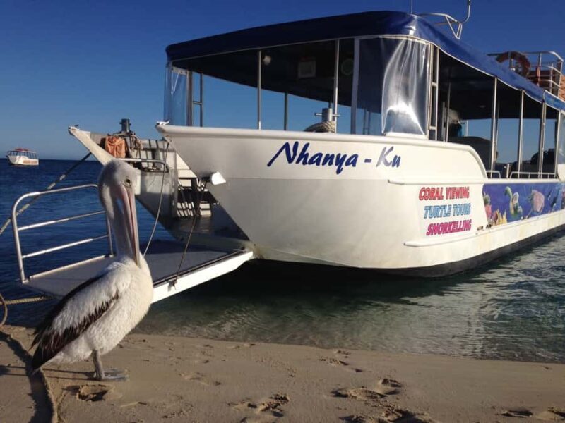Coral Bay: Ningaloo Reef 3-Hour Turtle Ecotour - Key Points
