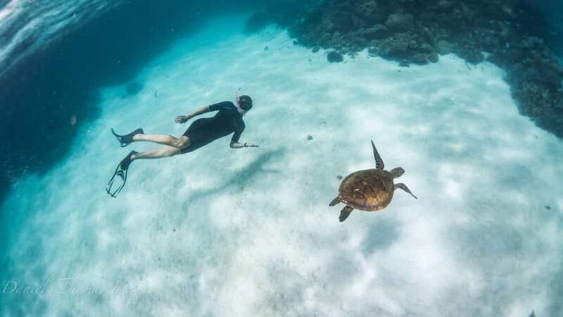 Coral Bay: Ningaloo Reef 3-Hour Turtle Ecotour - Why You’ll Love the Coral Bay Turtle Ecotour