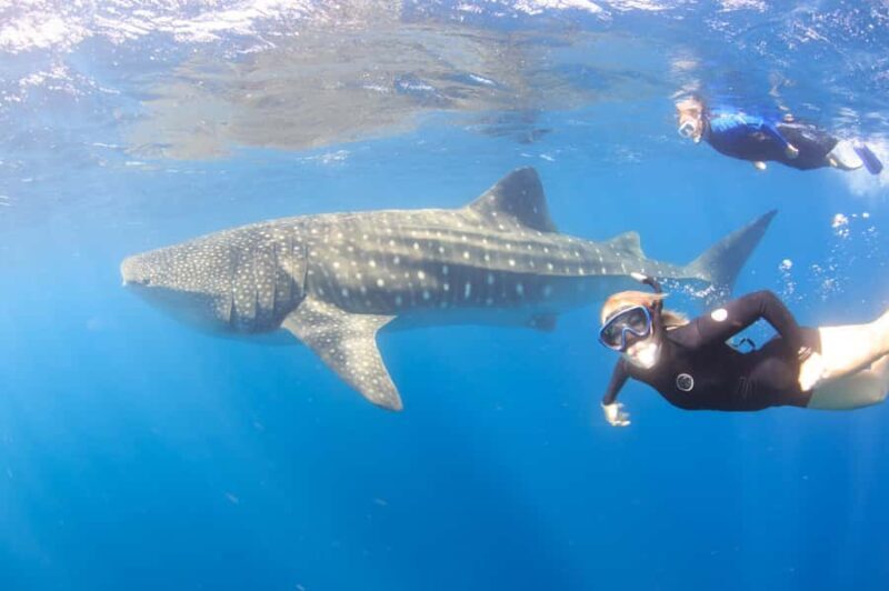 Coral Bay: Ningaloo Reef Swim and Snorkel with Whale Sharks - Key Points