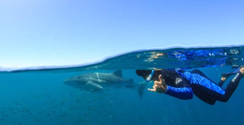 Coral Bay: Ningaloo Reef Swim and Snorkel with Whale Sharks - A Deep Dive into the Tour Experience
