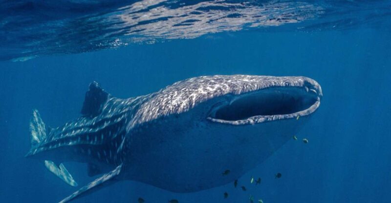 Coral Bay: Ningaloo Reef Swim and Snorkel with Whale Sharks - FAQs