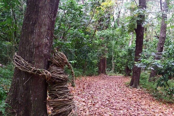 Coral Coast sand dunes & Natadola Beach trip - Exploring the Sigatoka Sand Dunes National Park