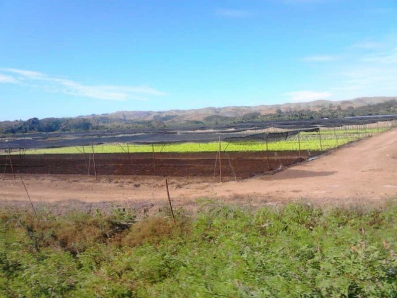 Coral Coast & Village School Tour from Nadi or Denarau - Who Will Love This Tour?