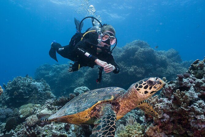 Coral Sea Dreaming Overnight Dive, Snorkel and Sail - Who Is This Tour Best For?