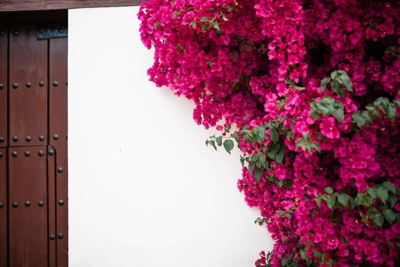 Córdoba: Guided tour in Spanish to the courtyards of Córdoba - The Sum Up
