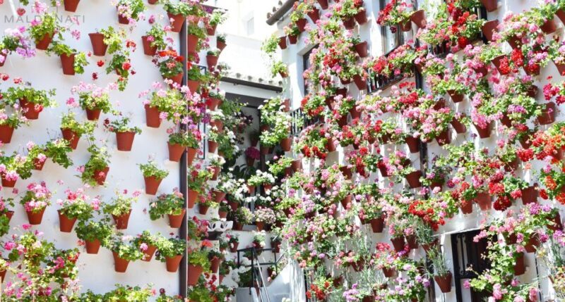 Córdoba Highlights Walking Tour - Key Points