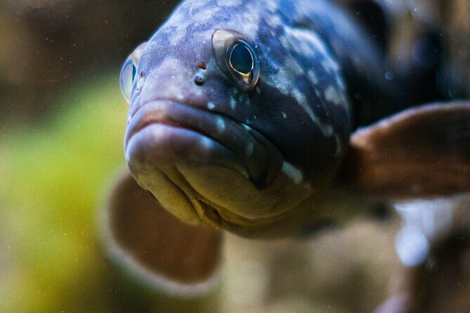 Corfu Aquarium Ticket with Tour Included - Practical Details & Tips