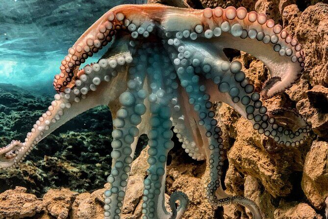 Corfu Aquarium Ticket with Tour Included - FAQ