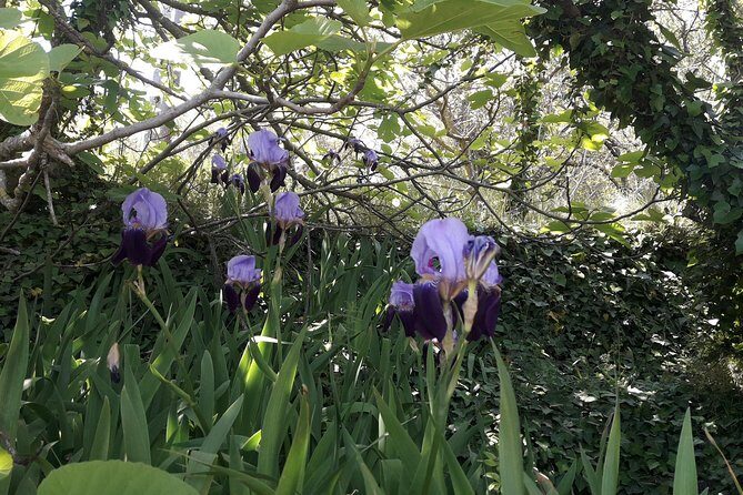 Corfu Countryside Hiking Tour - Discovering Corfu’s Natural Beauty and Local Culture
