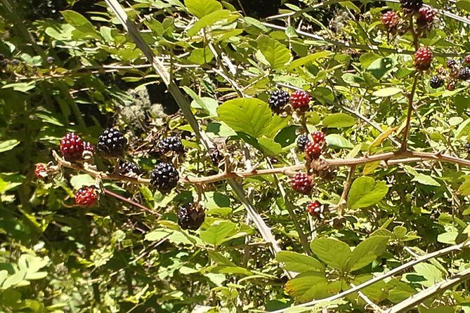 Corfu Countryside Hiking Tour - Transport and Group Size: Why It Matters