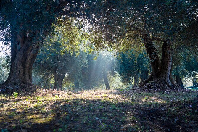 Corfu Organic Olive Oil Tasting at Family Farm - A Deep Dive into the Experience
