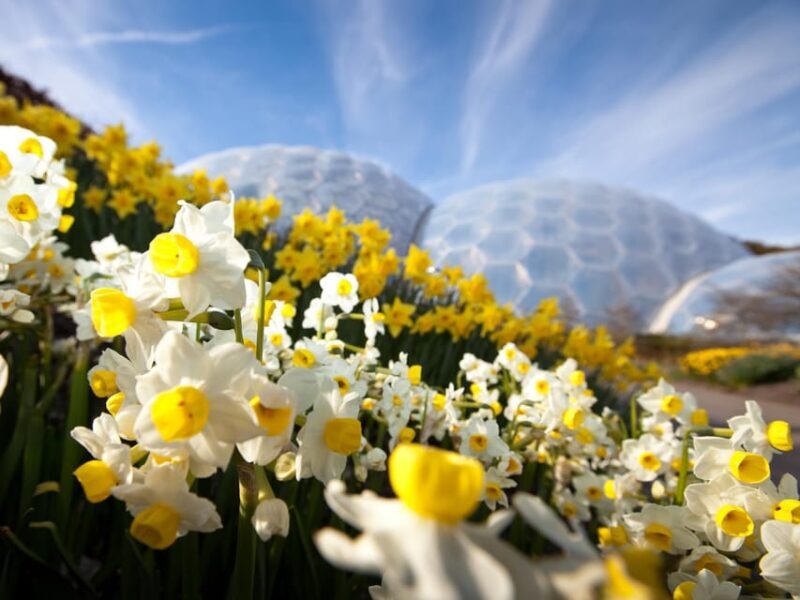 Cornwall: Eden Project Entry Ticket - Pricing & Value: Is It Worth It?