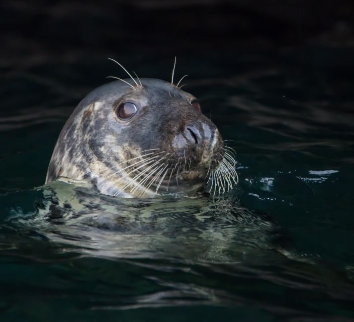 Cornwall: Guided Seal Safari by Boat - What to Expect from the Cornwall Seal Safari