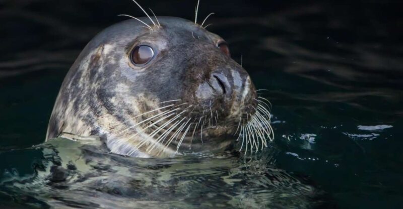 Cornwall: Guided Seal Safari by Boat - Who Is This Tour Best Suited For?