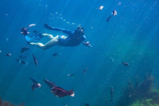 Coromandel Adventure and Wildlife Boat Tour to Aldermen Islands - An In-Depth Look at the Tour Experience
