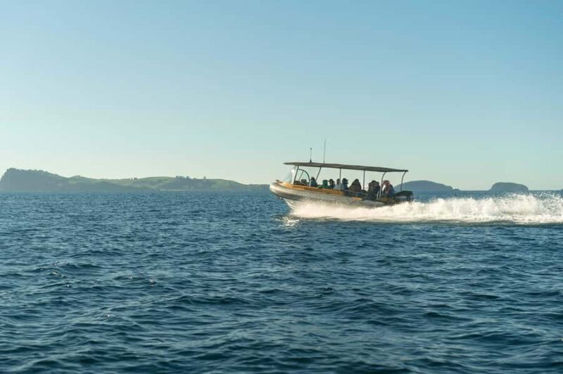 Coromandel: Aldermen Islands Marine Reserve Wildlife Cruise - Authentic Reviews and What They Reveal