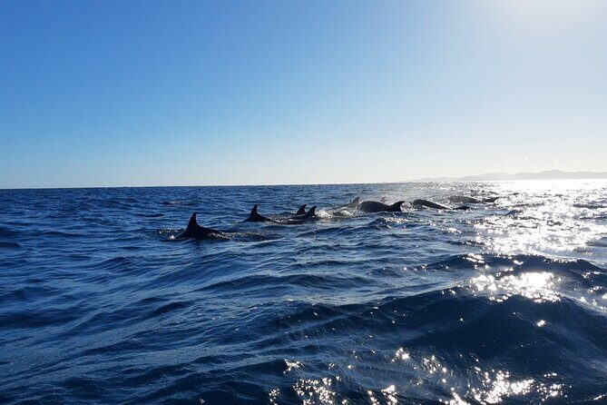 Coronado Island Adventure, snorkeling & picnic on the beach - Authentic Experiences and Guest Insights