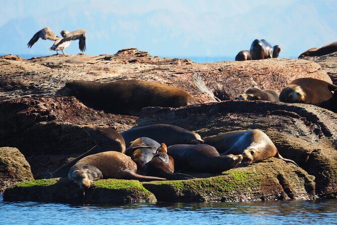 Coronado Island Visit and Sea Lions Swimming - Practical Details: What to Expect