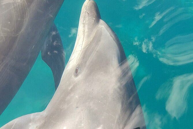 Coronado Island Visit and Sea Lions Swimming - What Reviewers are Saying