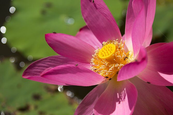 Corroboree Billabong Wetland Cruises - 2 hour Sunset Cruise - Final Thoughts