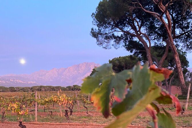 Corsican Wine Tasting & Picnic in Balagne - Practical Tips